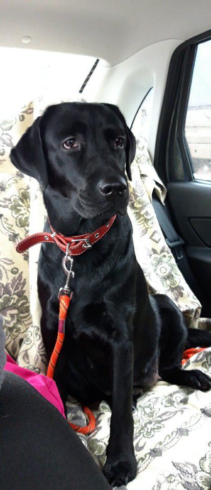 Потерялся Лабрадор