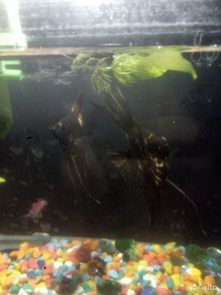 Скалярии продажа/обмен