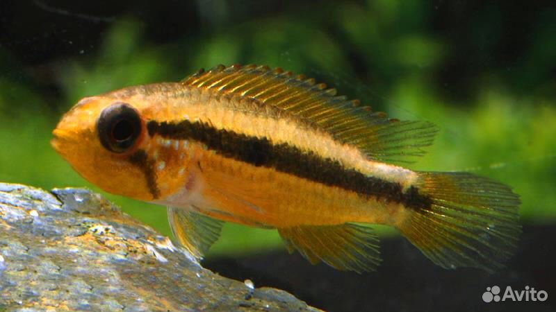 Апистограмма Агассица самка. Рыбка