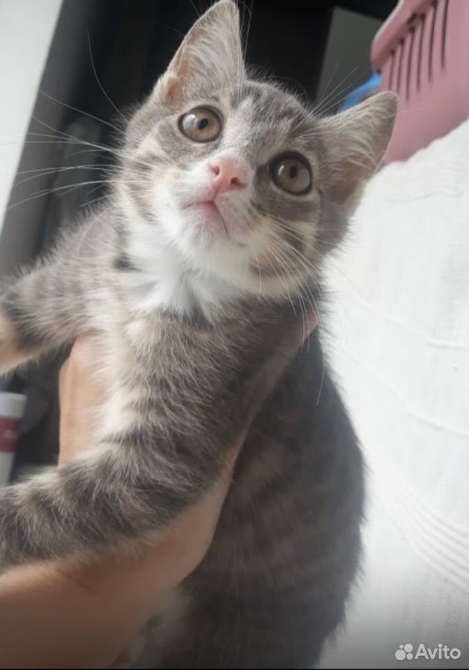 Котенок Венечка