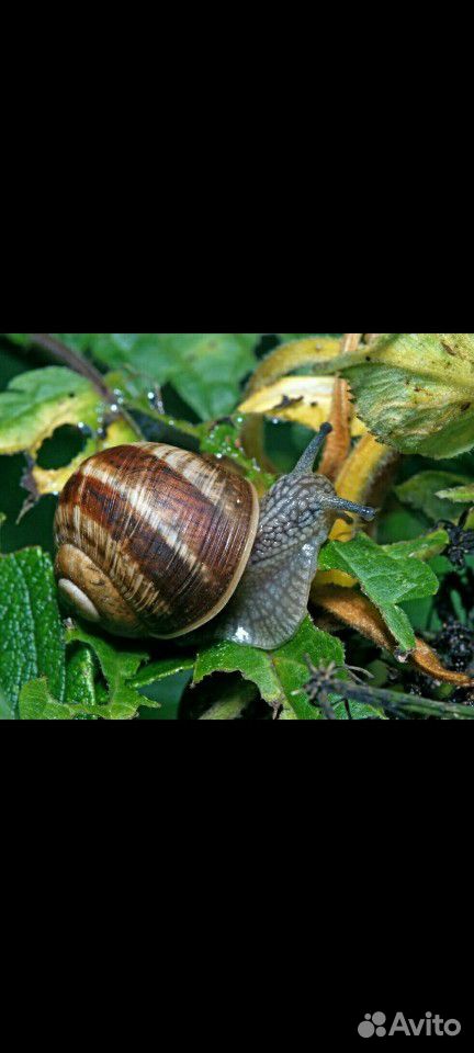 Улитки виноградные