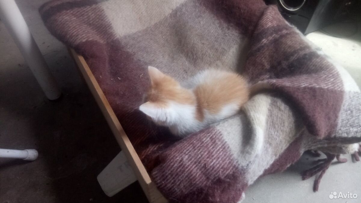 Котенок мальчик 1.5 месяца ласковый
