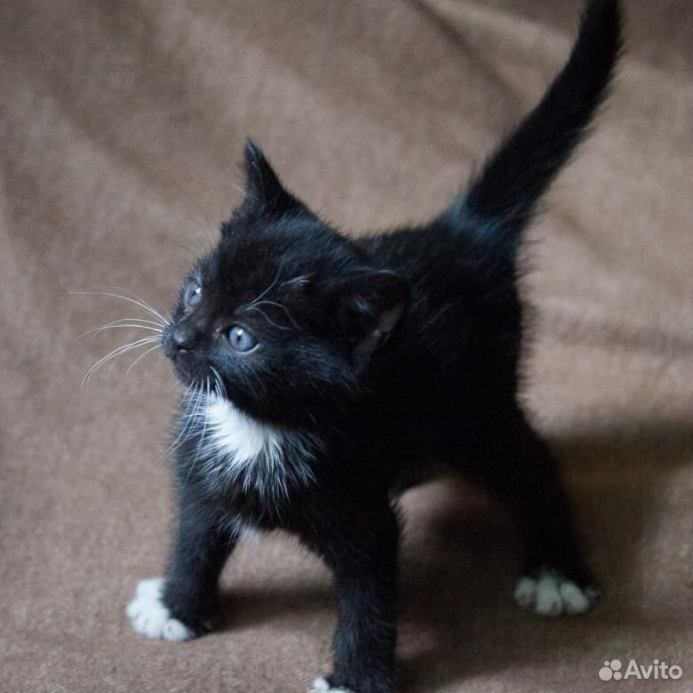 Маркизный котёнок-мальчик в дар