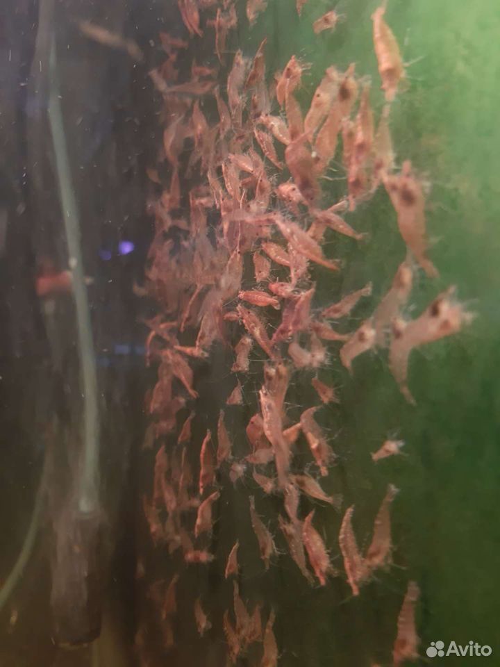 Рак аккр.,ампулярии.креветки "Вишня