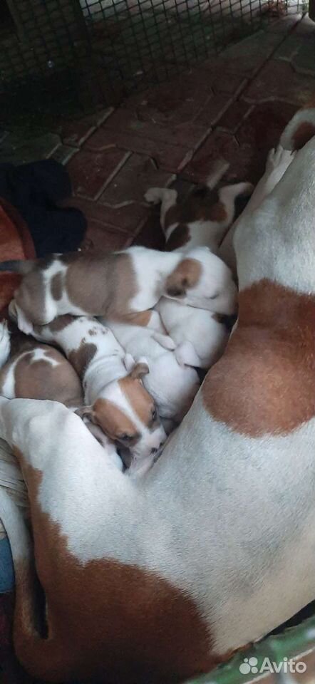 Продаются амстафы