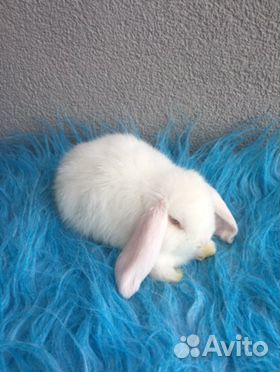 Карликовый вислоухий крольчонок окрас русский