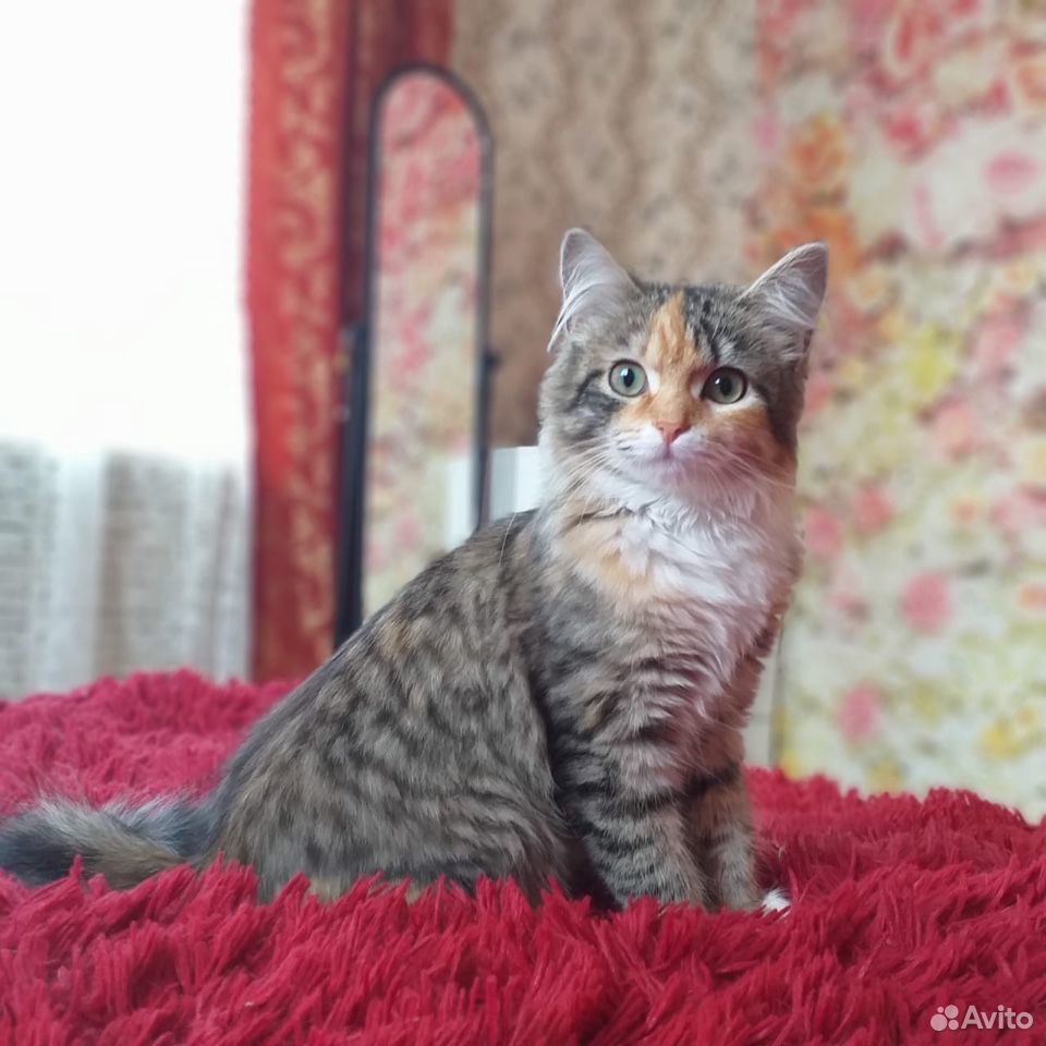 Котёнок девочка бесплатно