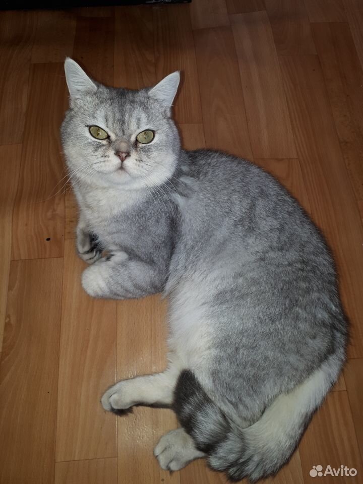 Вязка опытный кот шиншилла