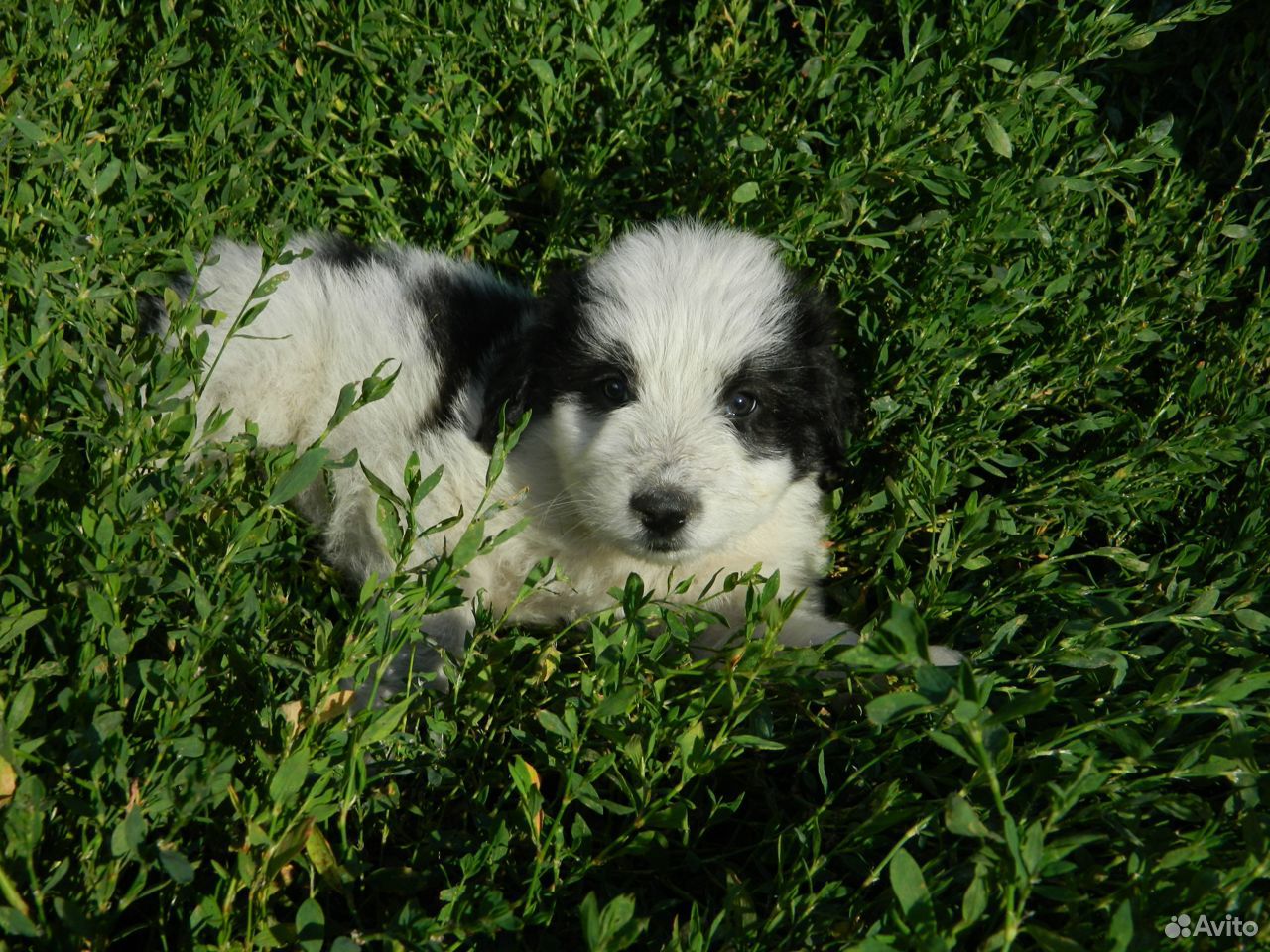 Щеночки колобочки