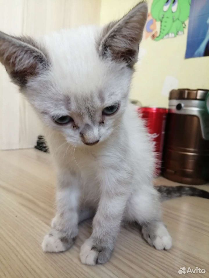 Кошка