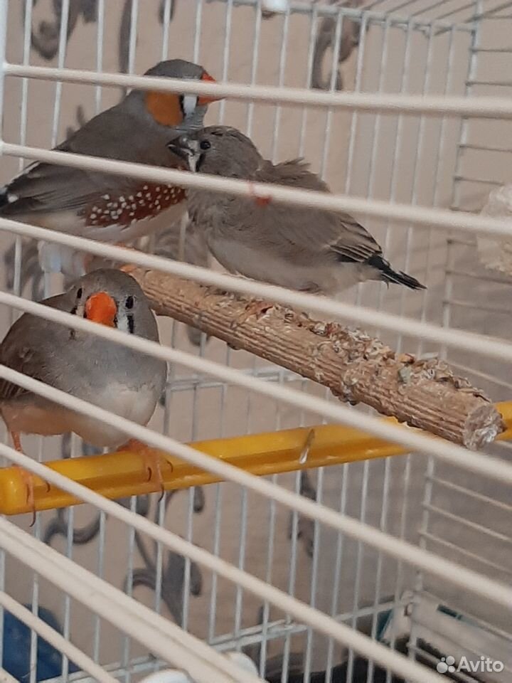 Отдам Зебровых аммадин