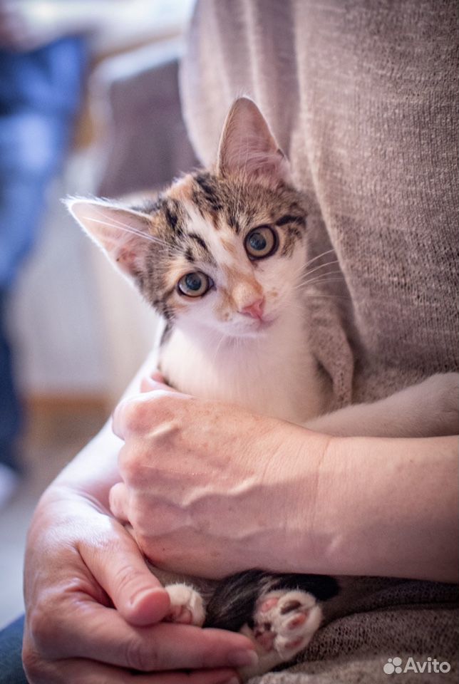 Трехцветная котёнок Марусенька 3 месяца в добрые р