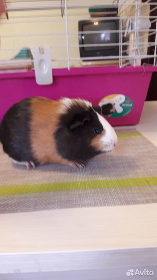 Морская свинка с клеткой полной комплектации