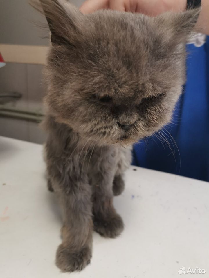 Кота в доброе заботливые руки