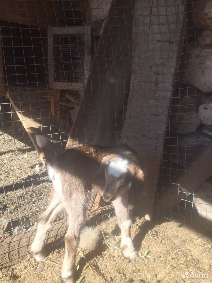 Козлята Нубийцев