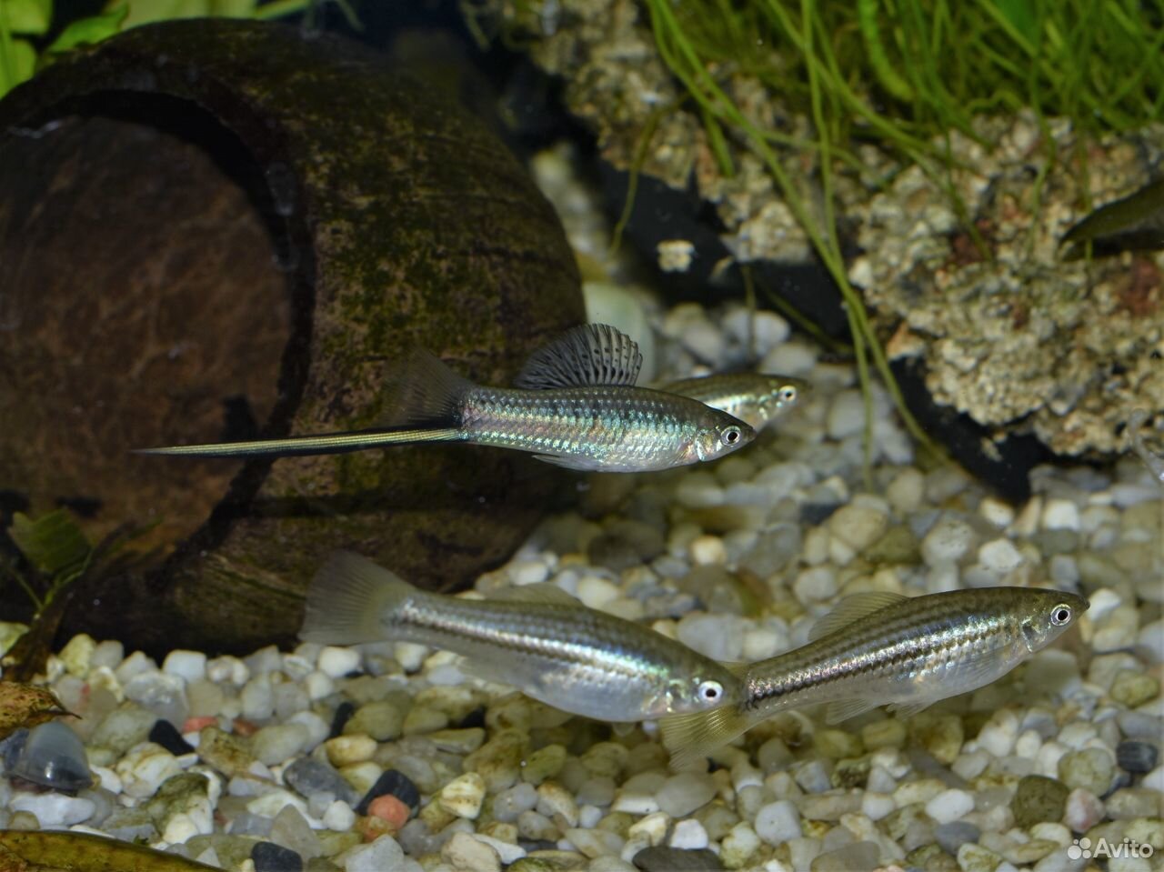 Меченосец Монтесумы (Xiphophorus montezumae)