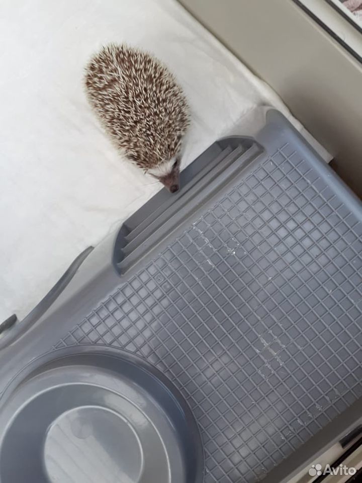 Ёж африканский карликовый