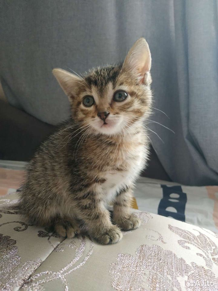 Котенок в дар, девочка