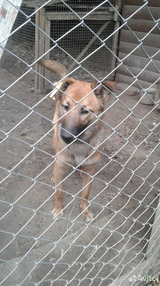 Собачка Рэда в добрые руки