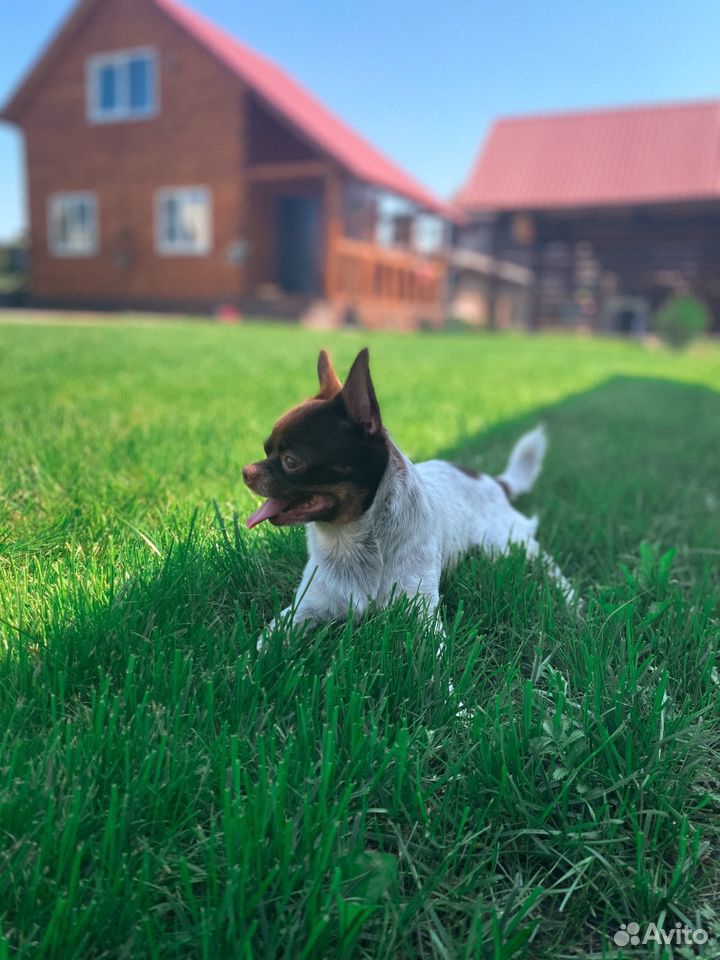 Вязка чихуахуа