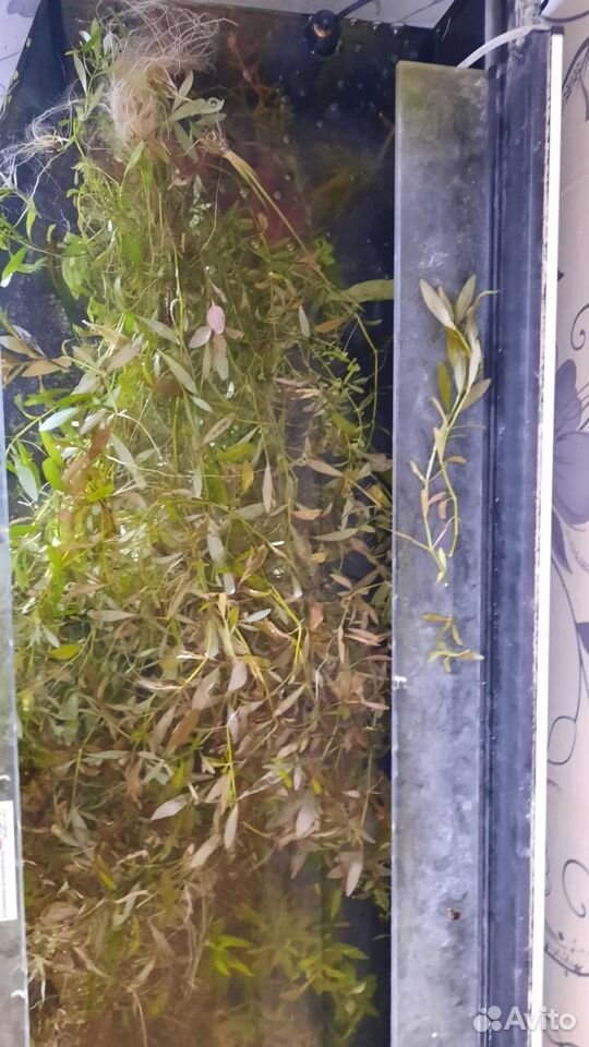 Аквариумные расстения