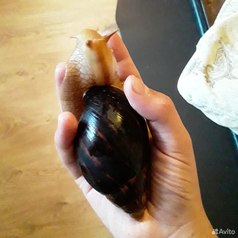 Улитки Ахатины и аквариумные ампулярии