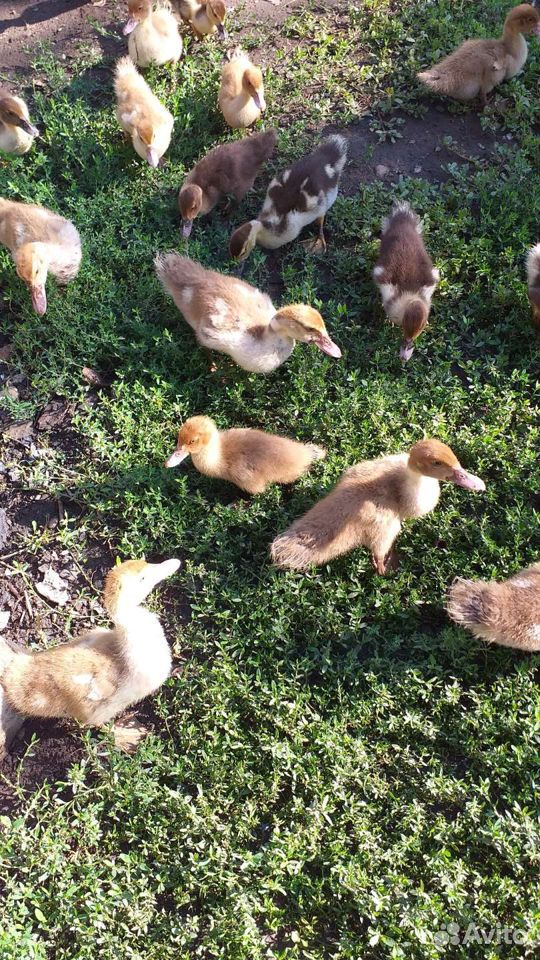 Индо уточки