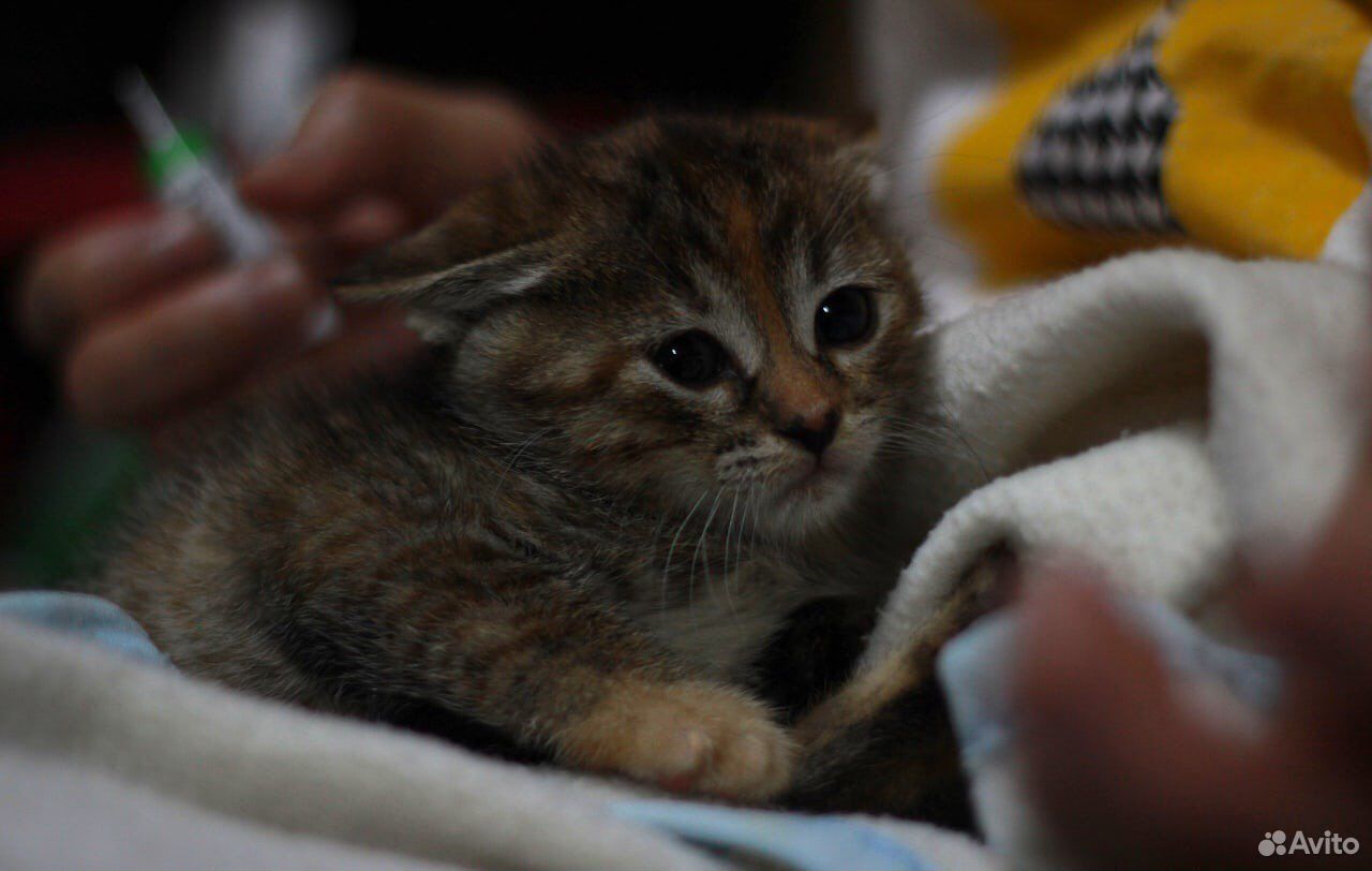 Котятки 1 мес