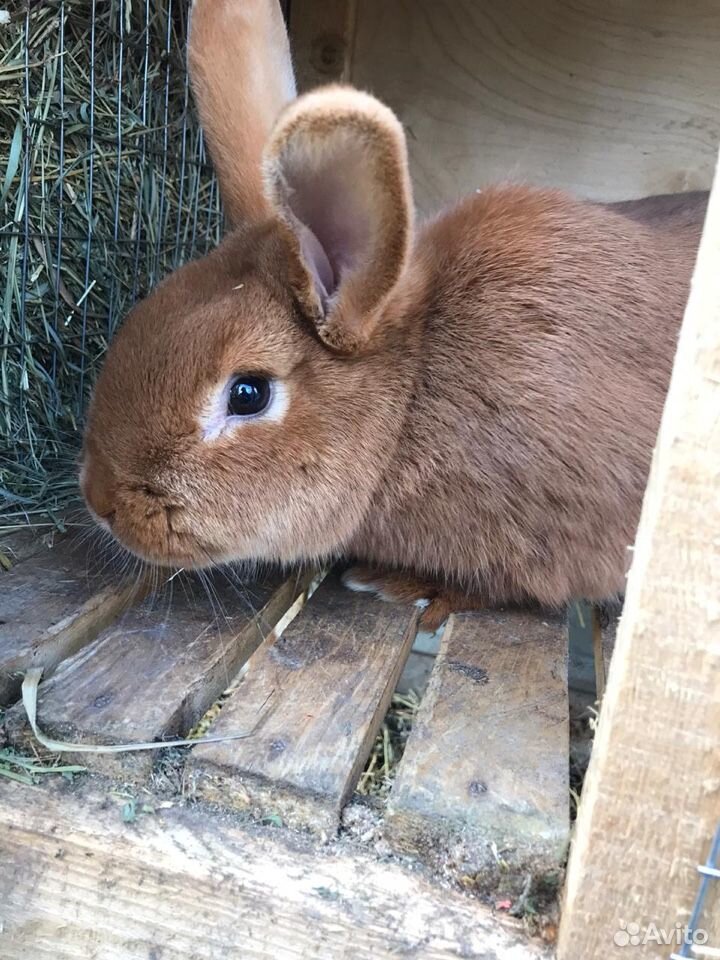 Крольчиха