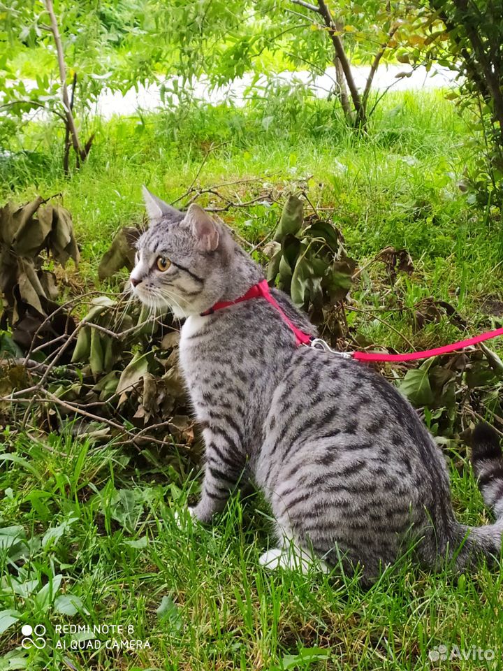 Котята в дар
