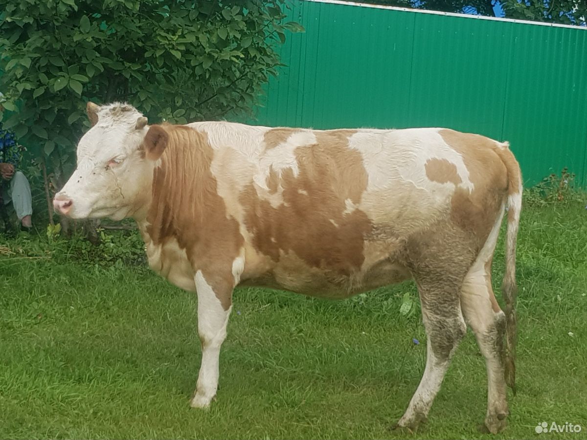Корова, телка 1,мес. порода 100 Симменталь