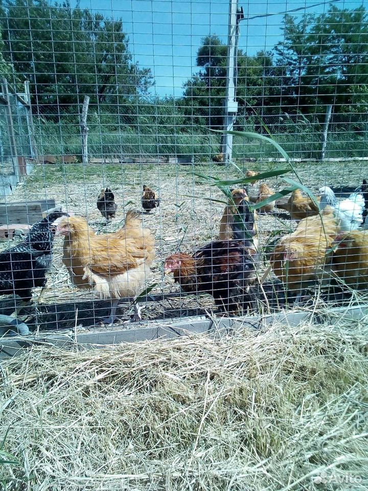 Орпингтоны палевые и