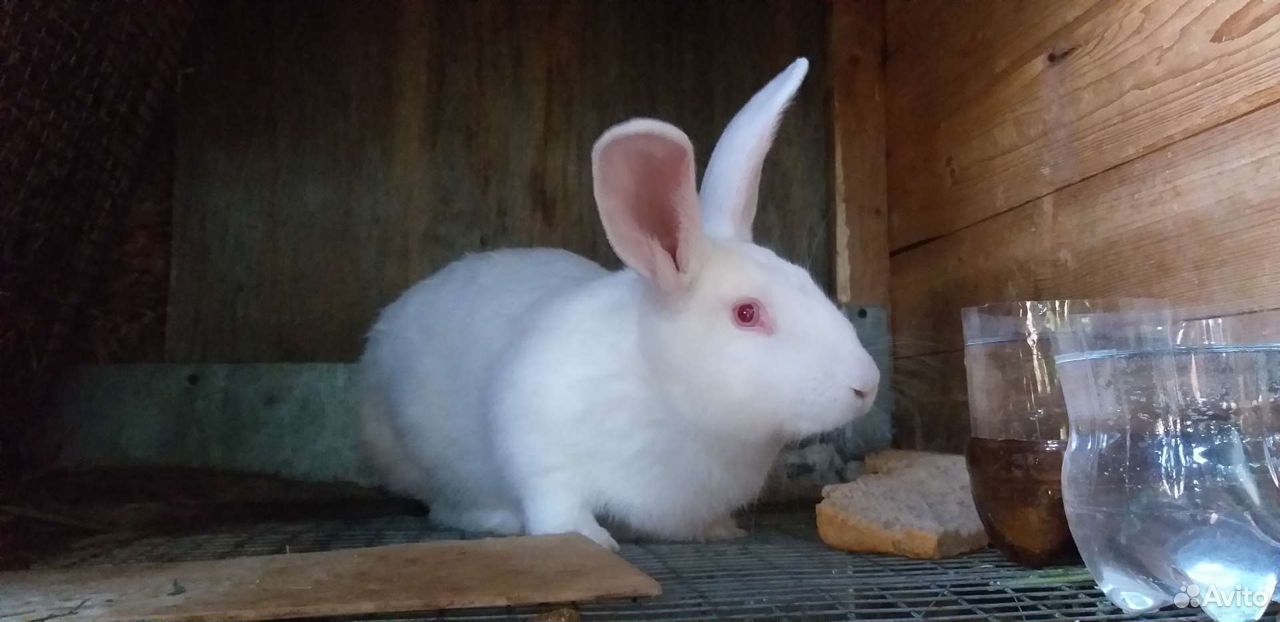 Продаю кролика