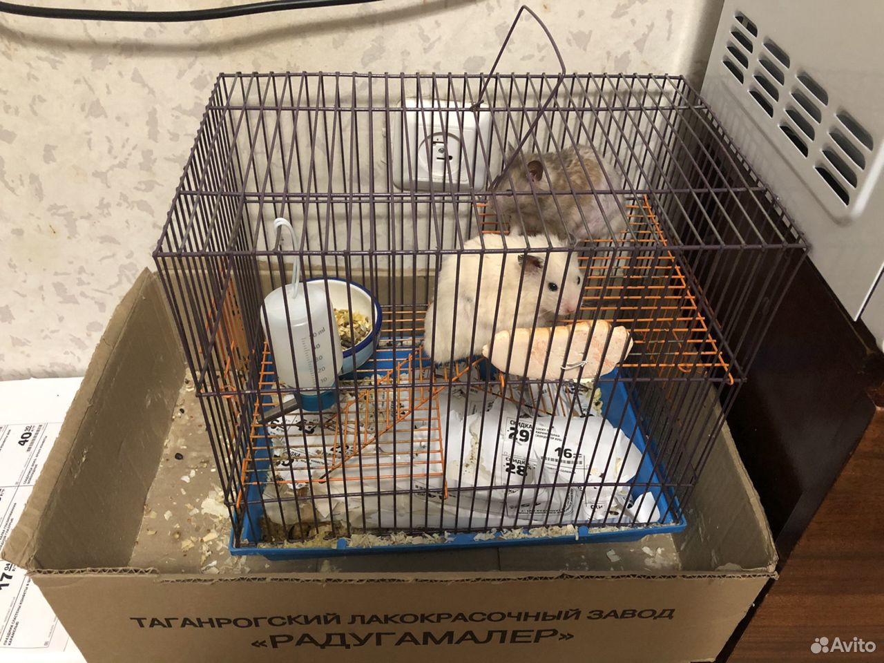 Хомячки мальчики