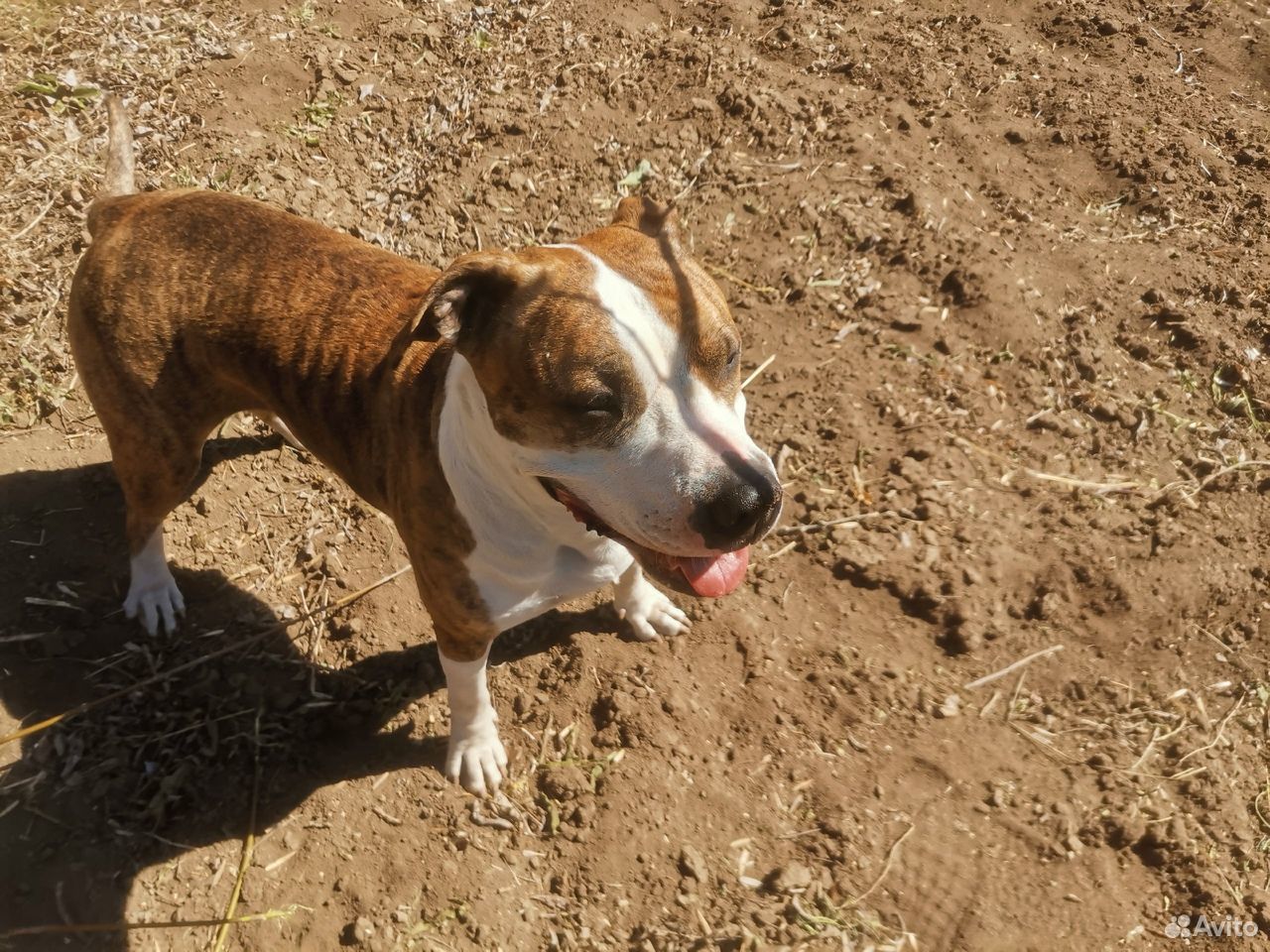 Продам щенят, метис