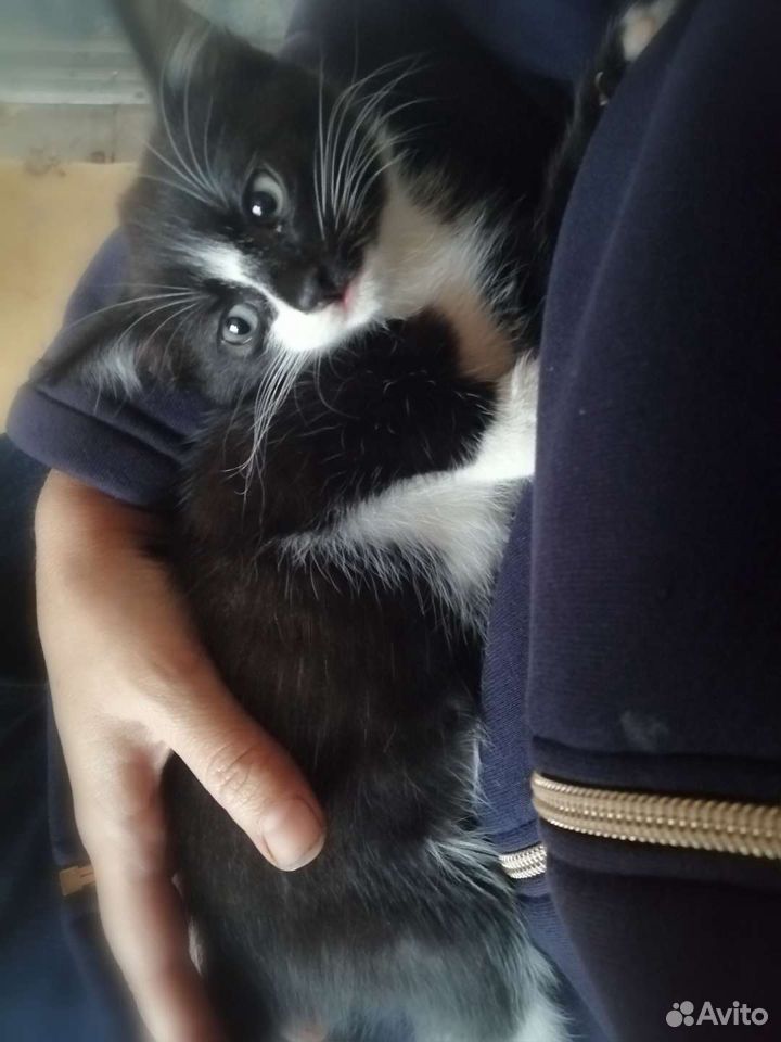 Ласковый котенок