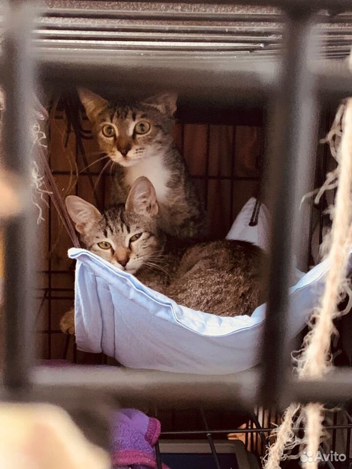 Отдадим котят в добрые руки