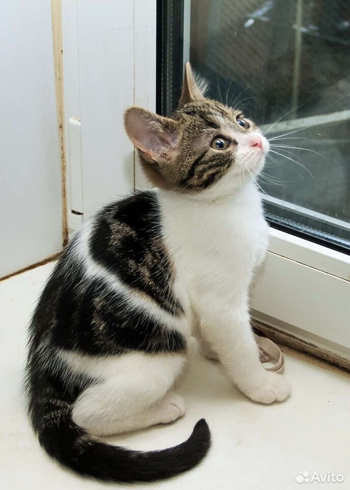 Котенок девочка 2.5 мес