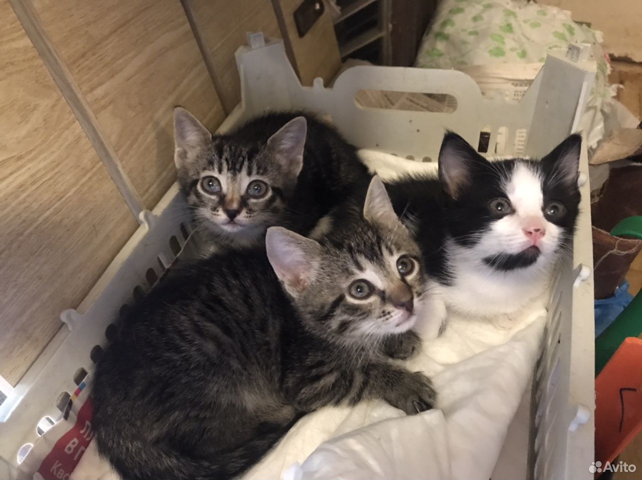 Котята в добрые руки