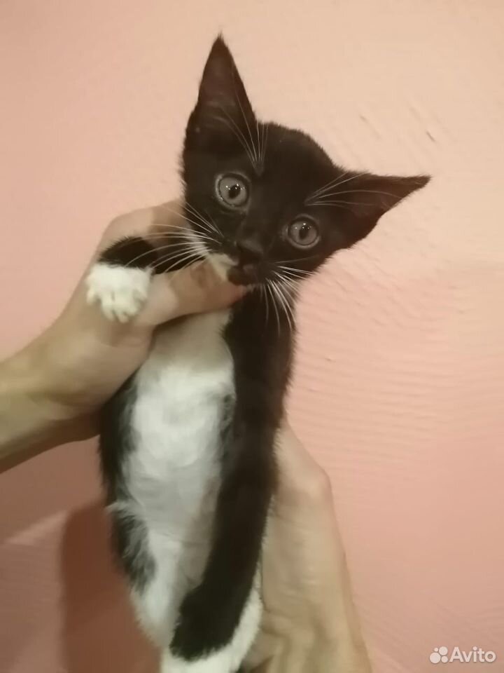 Кошечка в передничке и носочках в добрые руки