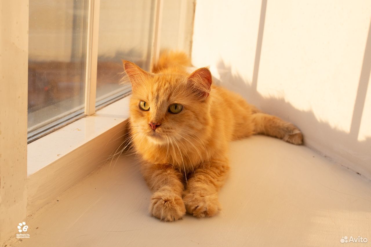 Кошка Лиса