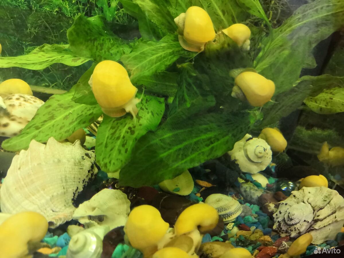 Улитки ампулярии