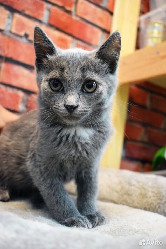 Котенок Вольт 3 мес