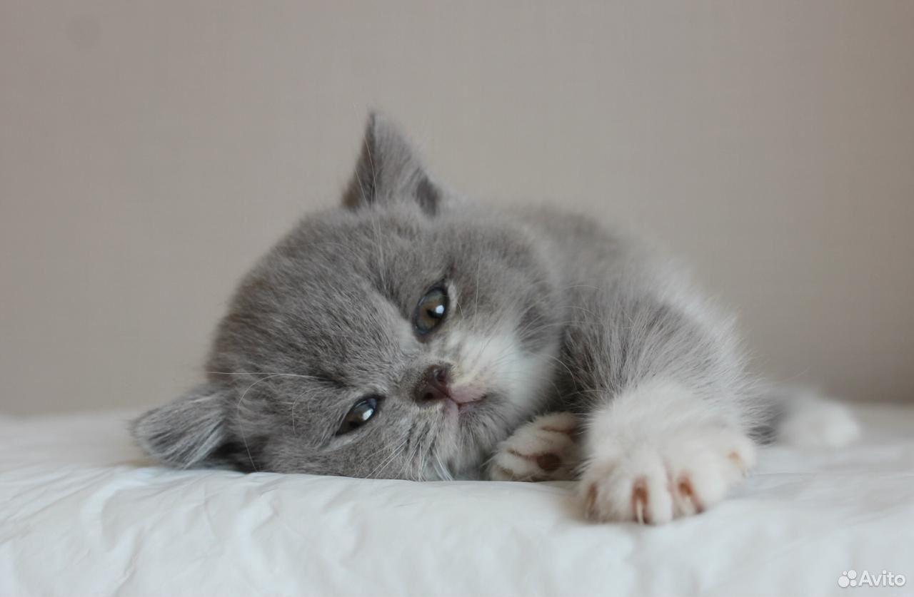 Котята Британцы