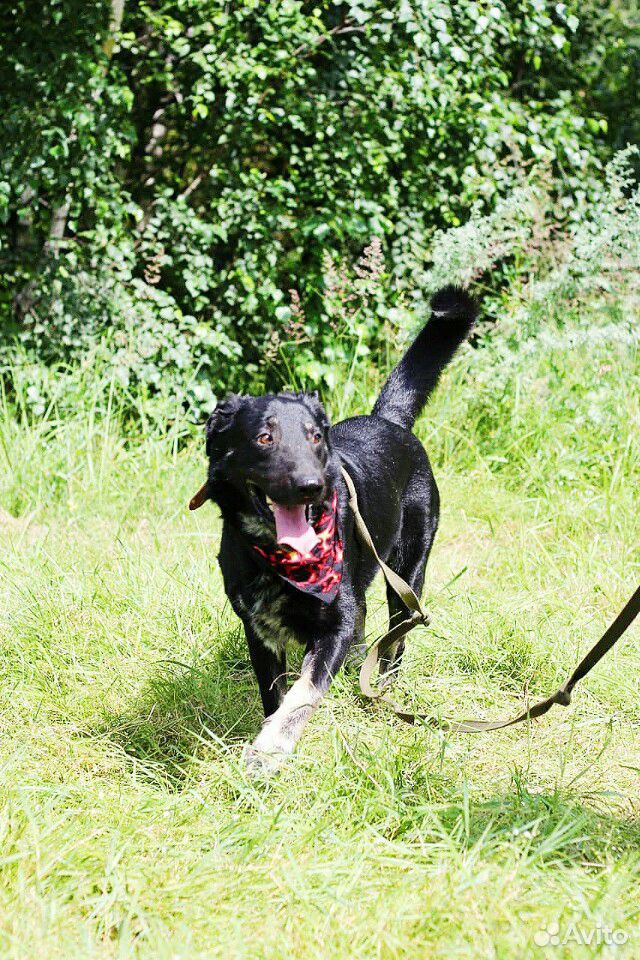 Огромный пёс из приюта