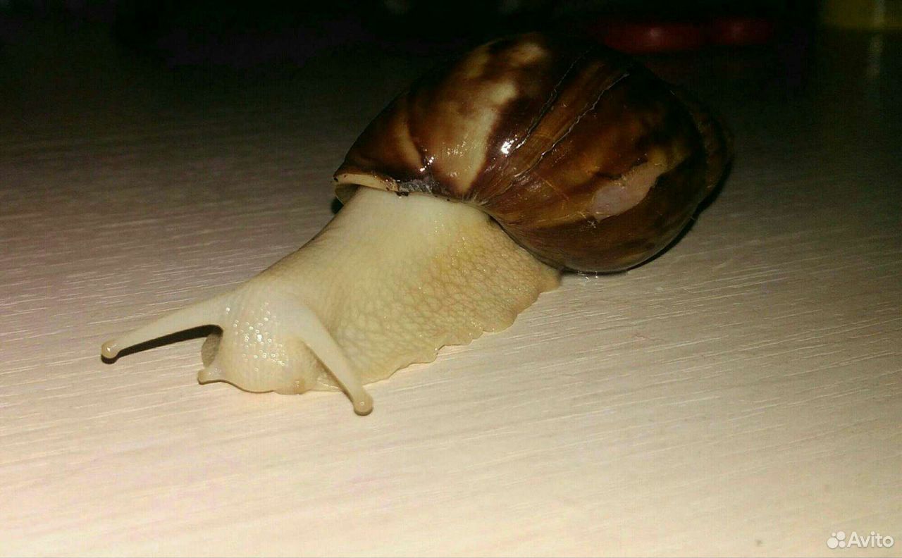 Улитка ахатина