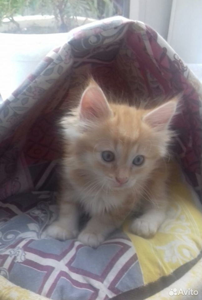 Лучик солнышка в ласковые ручки