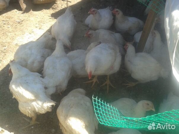 Куры броллер на мясо или на доращивание