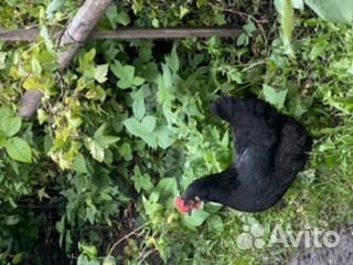 Продаётся курочка-молодка