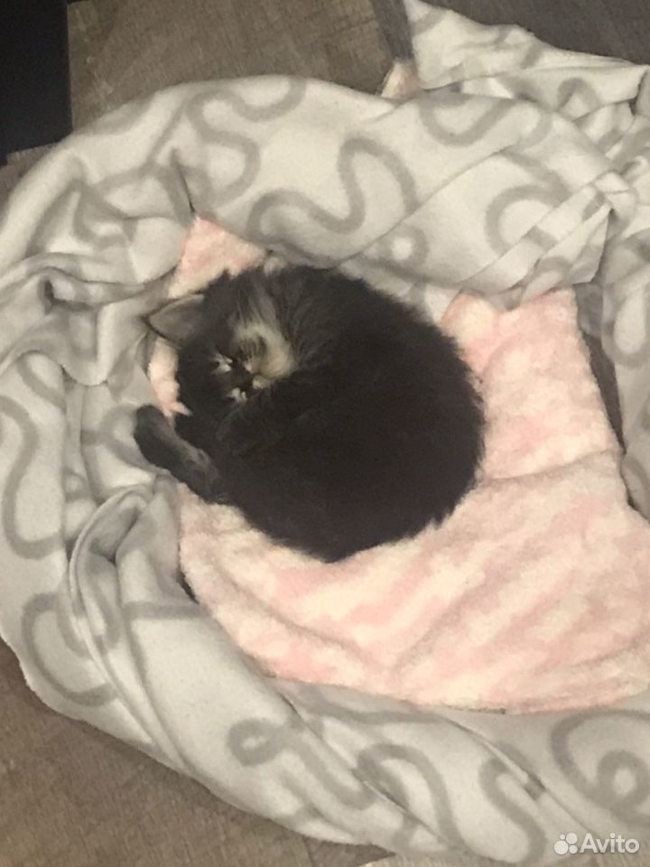 Кошка